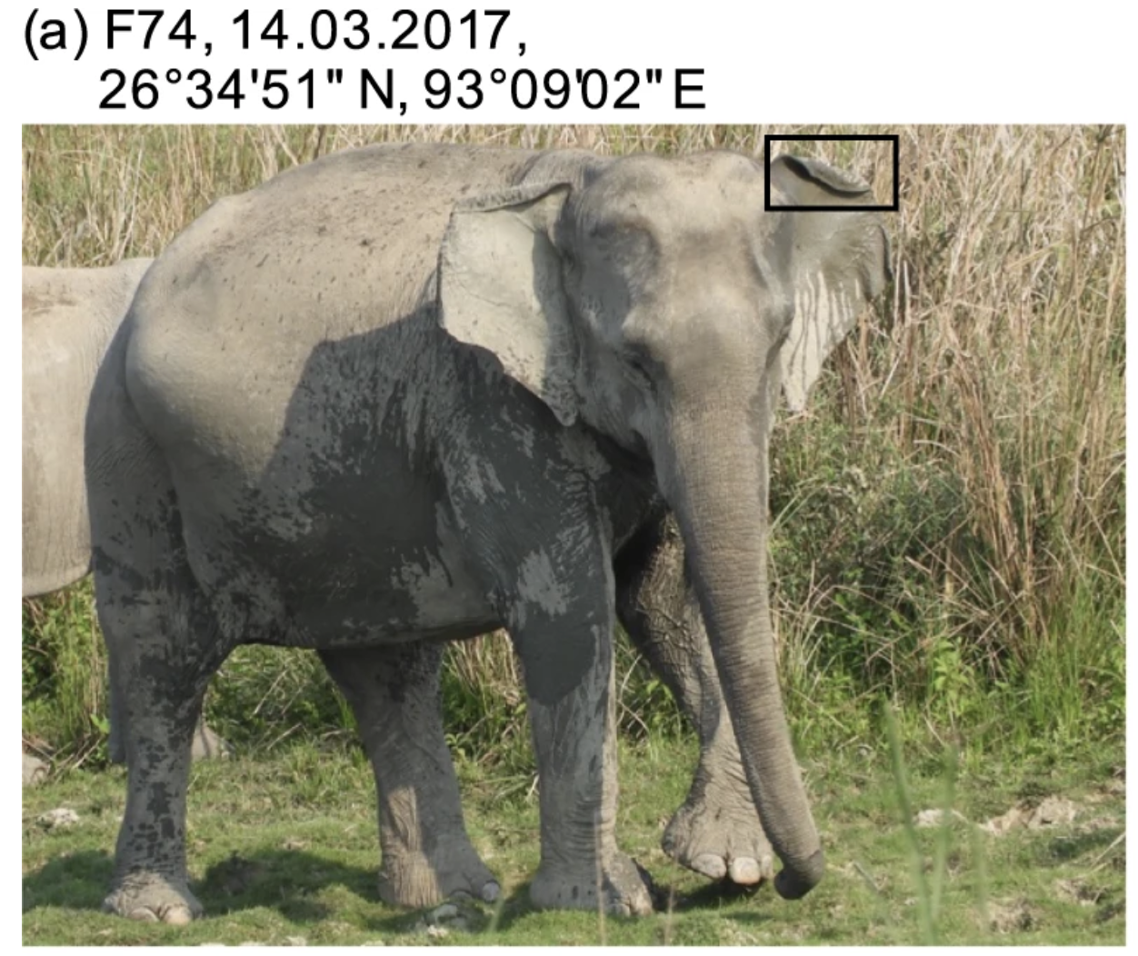 Conservation Initiatives